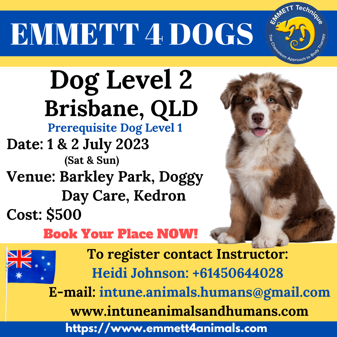 Dog Level 2 - Brisbane, QLD - 1 & 2 July 2023-Level 2 - Emmett 4 Animals